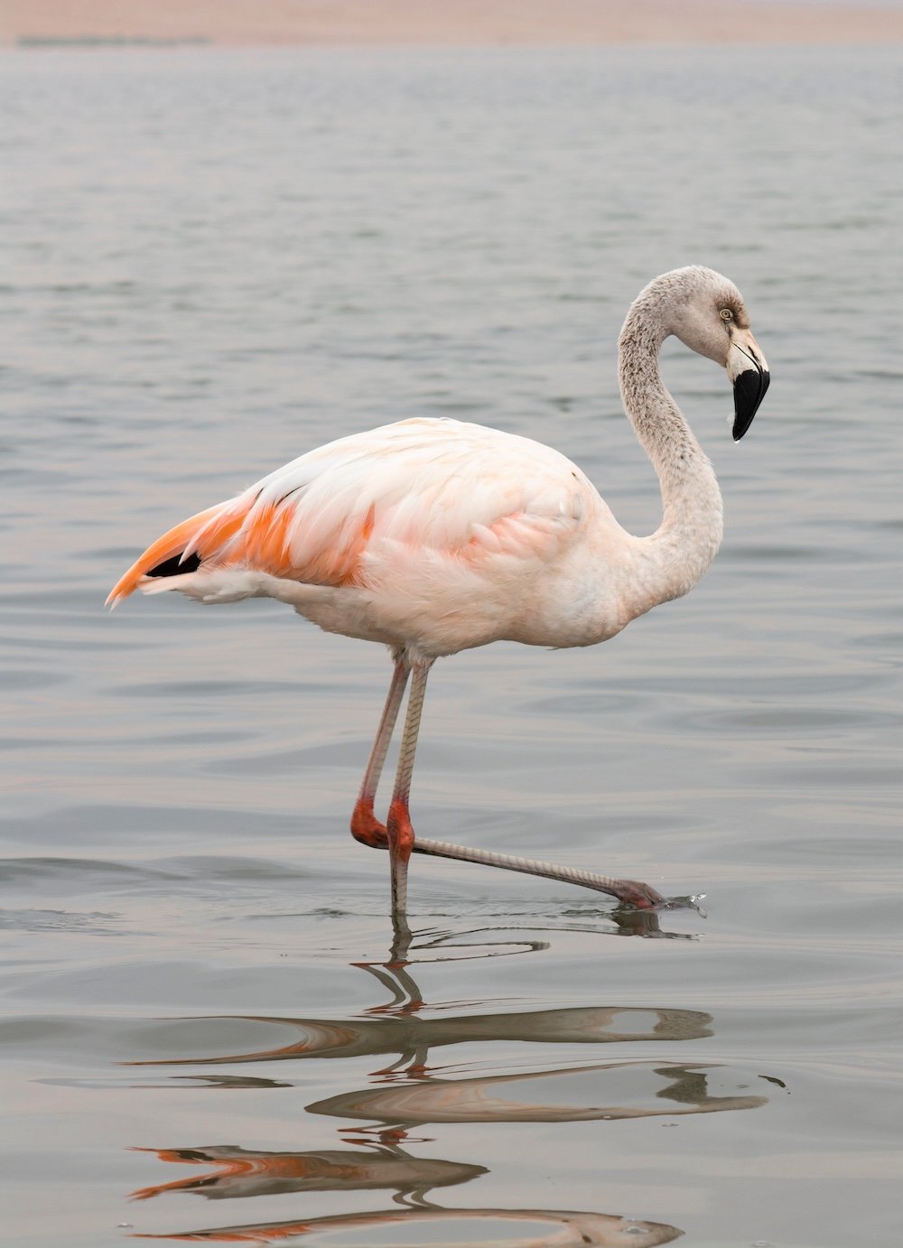 The Paracas Peninsula + Other Weekend Trips On The Peru Coast