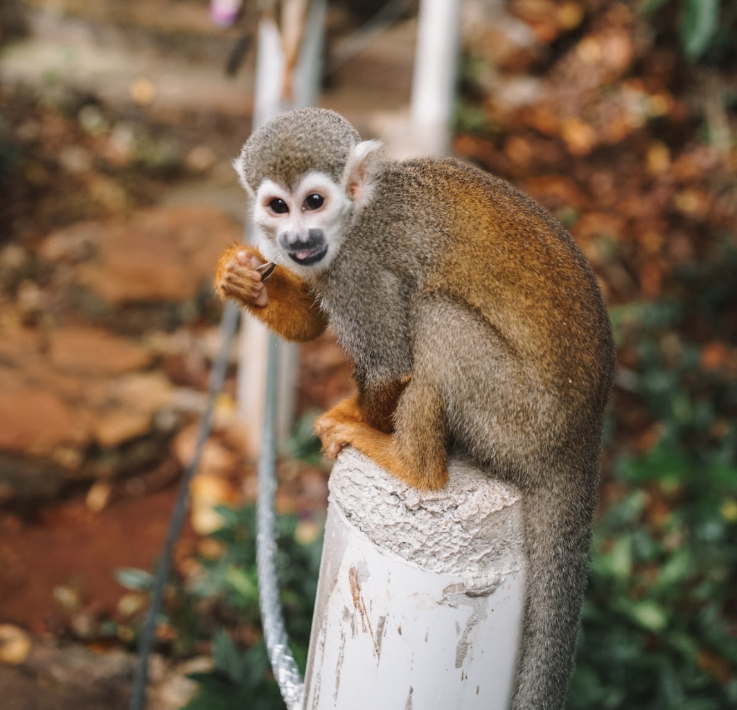 Play With Monkeys + Zip Line In This Dominican Jungle Park