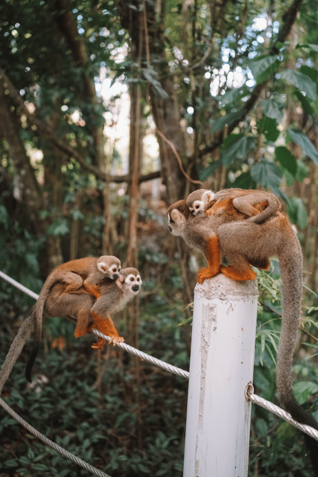 Play With Monkeys + Zip Line In This Dominican Jungle Park