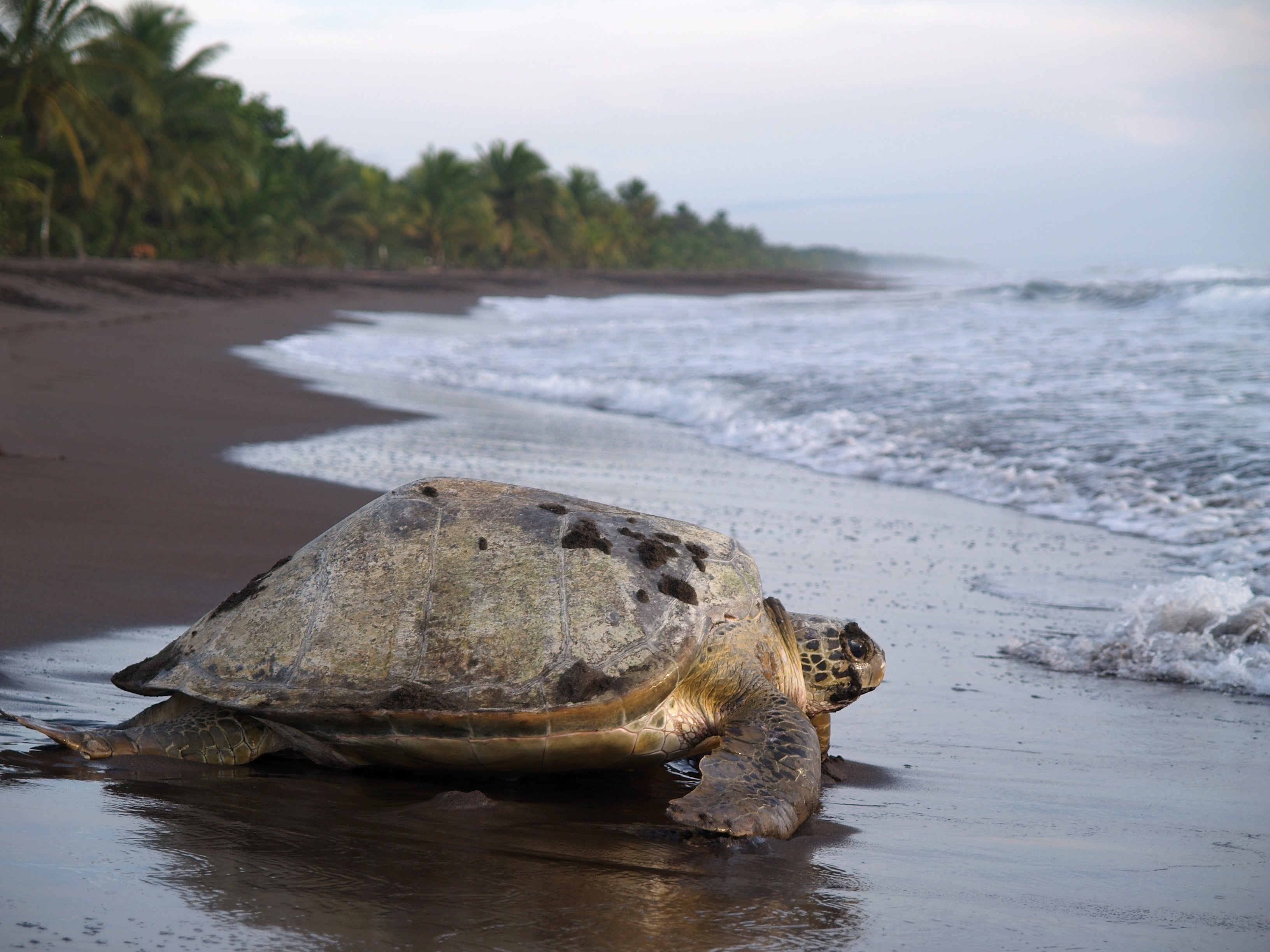 It's All About The Turtles When You Visit Tortuguero, Costa Rica